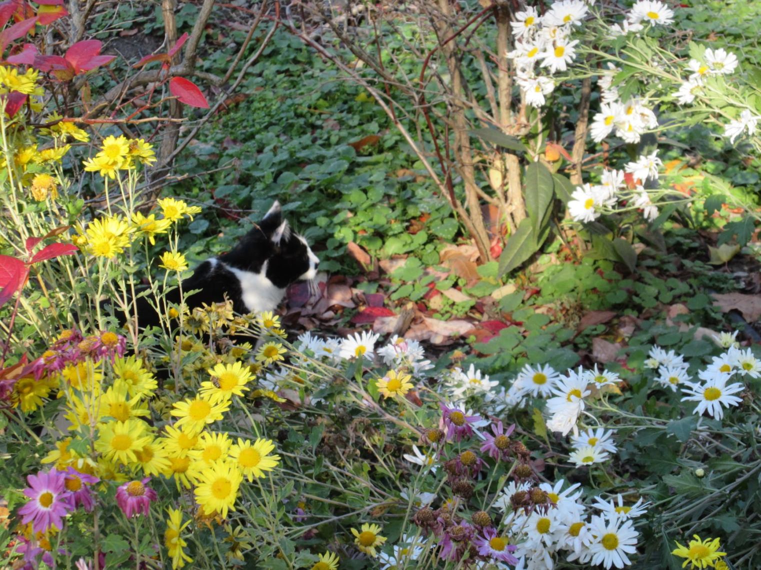 Negative Geography – Probing the limitations of thought and language